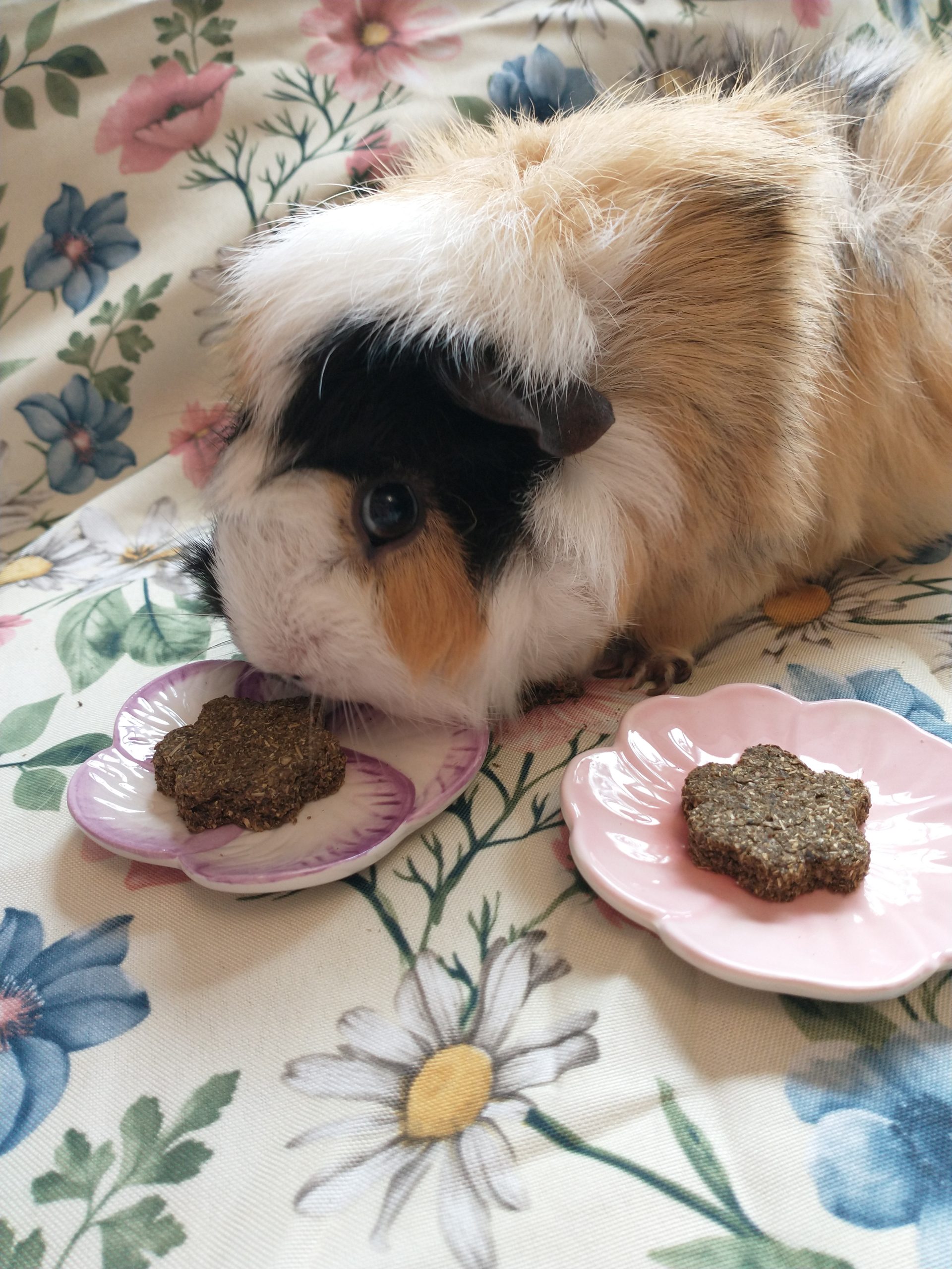 Nibbley Bit Cookies | Buy Premium Pet Feed & Bedding | Pillow Wad